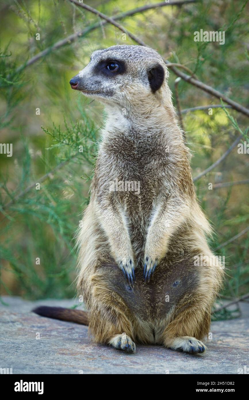 Vertical shot of a meerkat standing and looking sideways Stock Photo ...