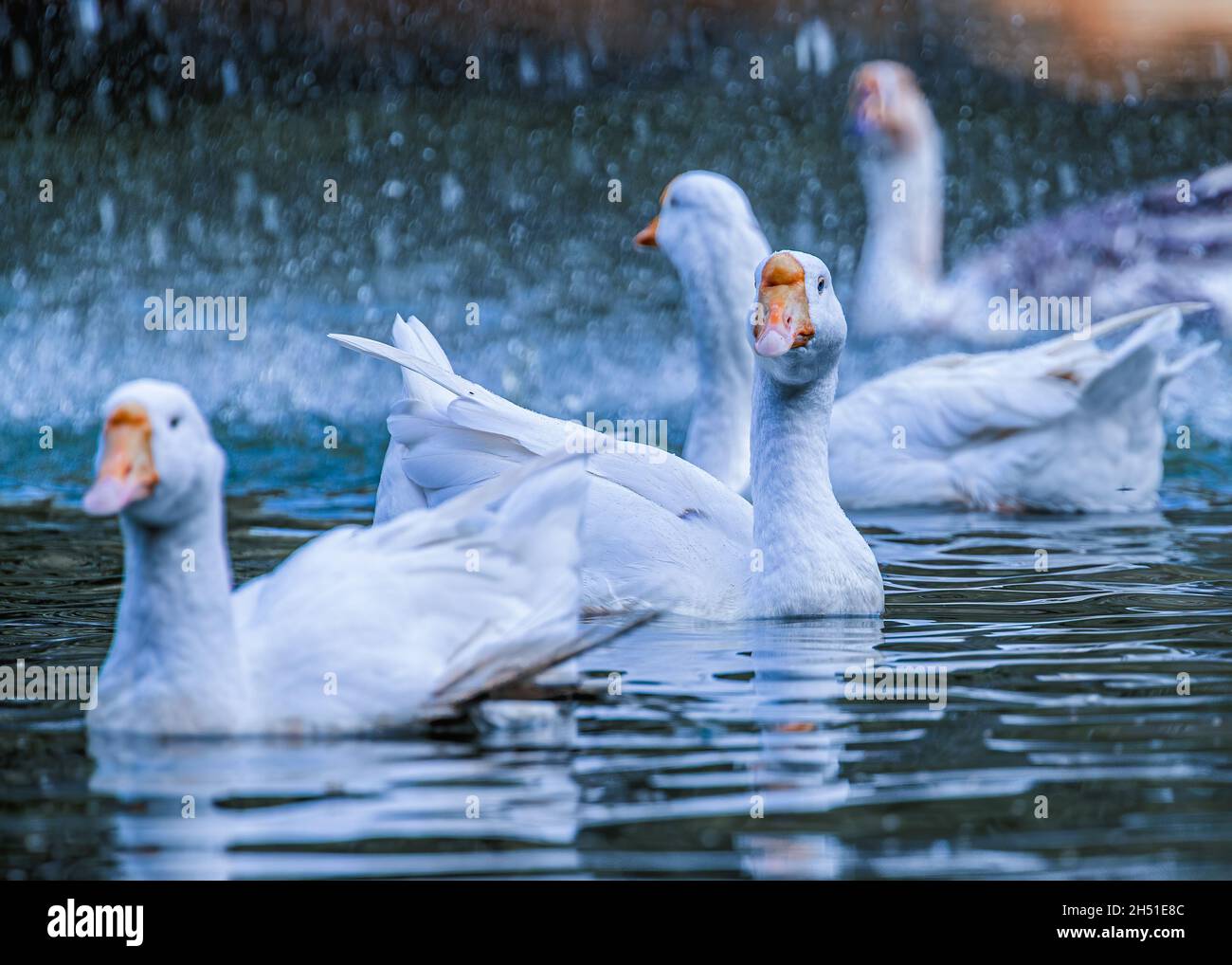 Close-up shot of a flock of cute Domestic Goose swimming under splash ...