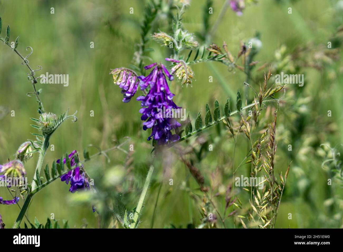 Wild vetch with purple flowers Stock Photo - Alamy