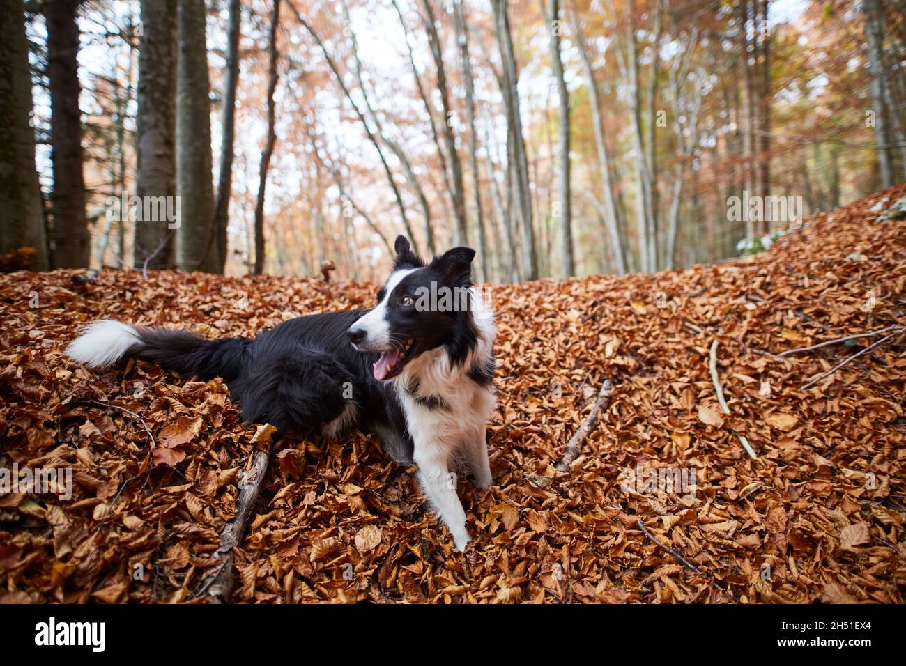 Border collie dog in the autumnal wood Stock Photo - Alamy