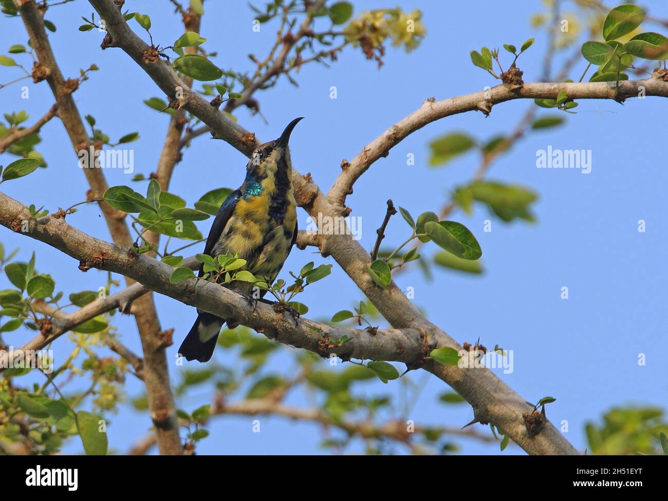 Indian Sunbird High Resolution Stock Photography and Images - Alamy