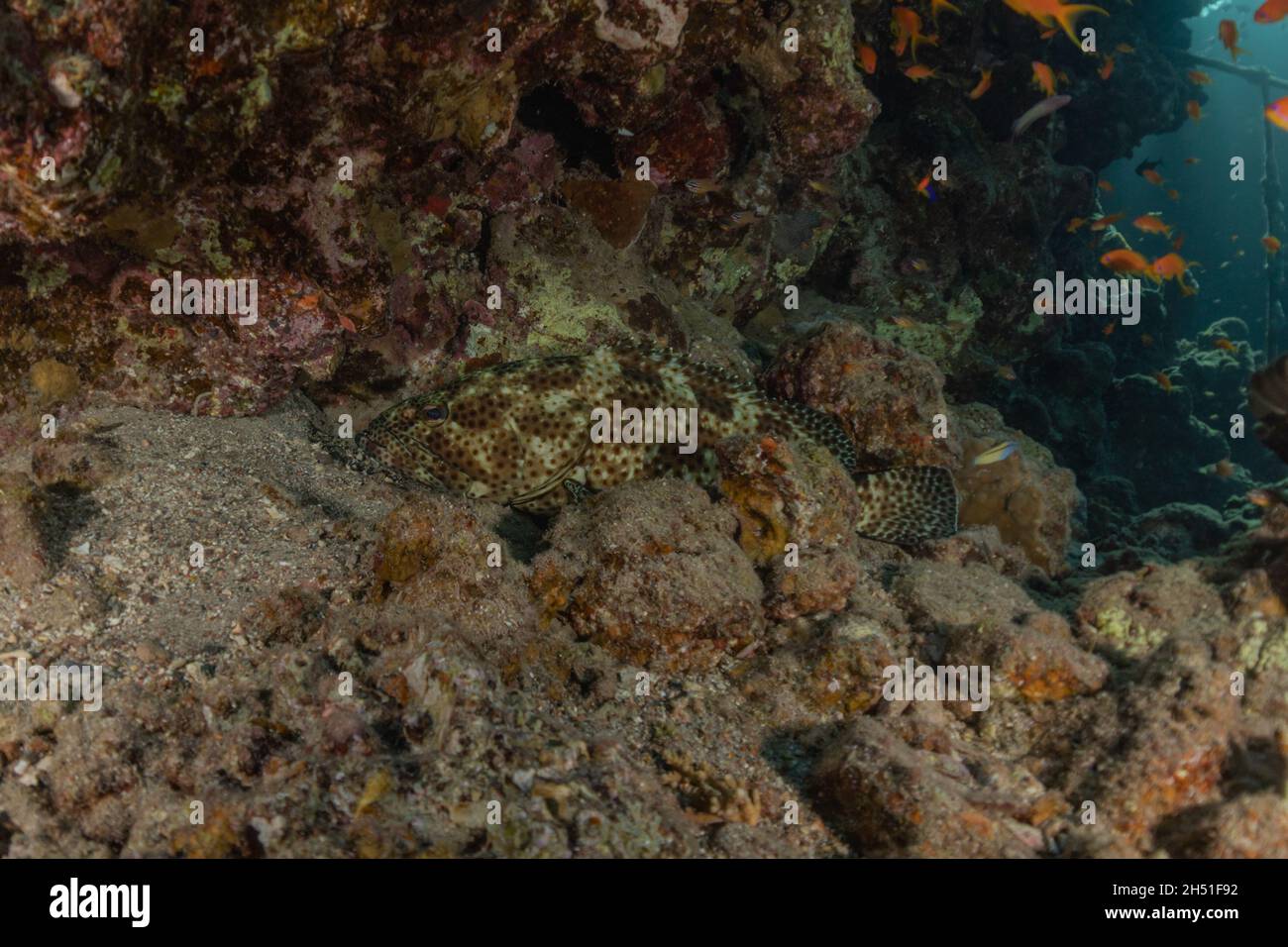 Fish swim in the Red Sea, colorful fish, Eilat Israel Stock Photo - Alamy