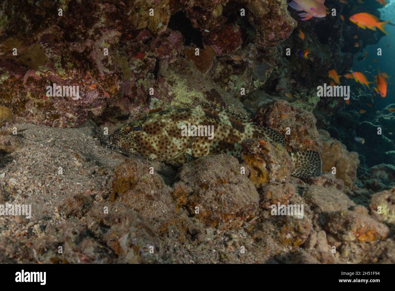 Fish swim in the Red Sea, colorful fish, Eilat Israel Stock Photo - Alamy