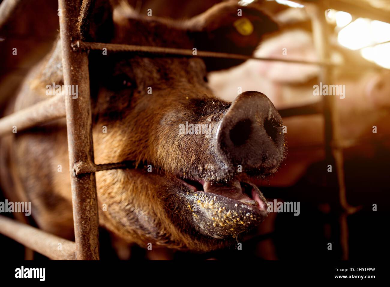 Pig at pigsty biting the bar hungry waiting for food Stock Photo - Alamy