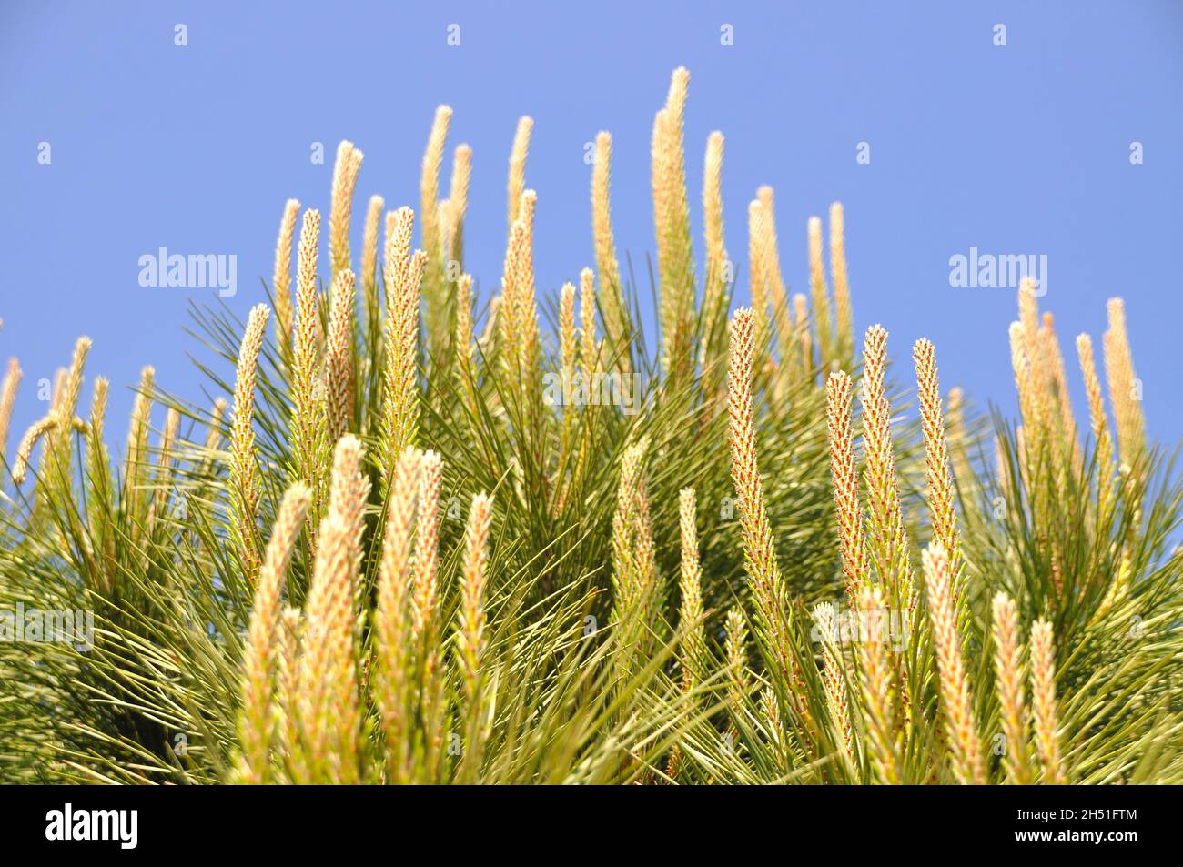 Needle leaf pine tree in its natural environment, pine tree in nature ...