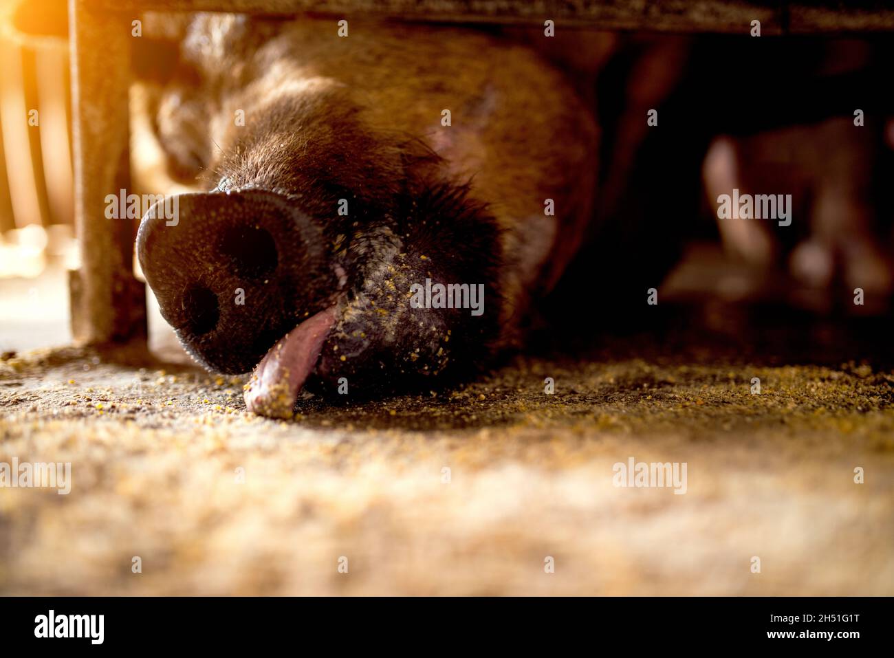 Pig licks the remnants of food from the floor. Corn meal Stock Photo ...