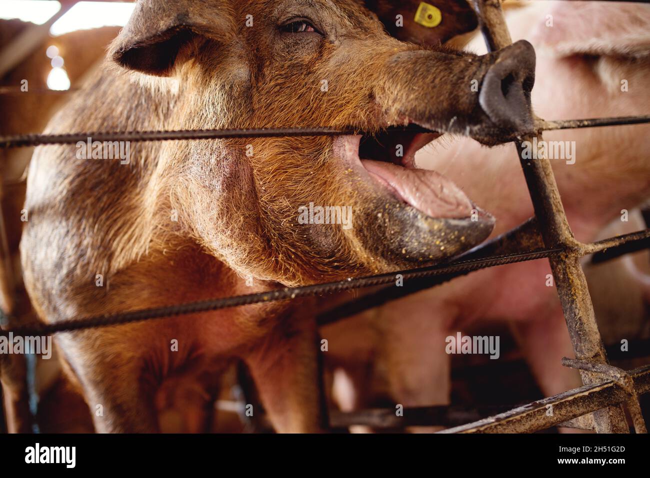 Pig biting bar at pig farm Stock Photo - Alamy
