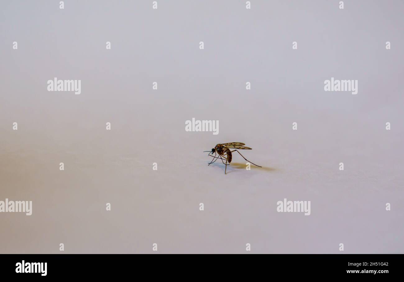 close up of a Banded mosquito (Culiseta annulata) the largest British ...