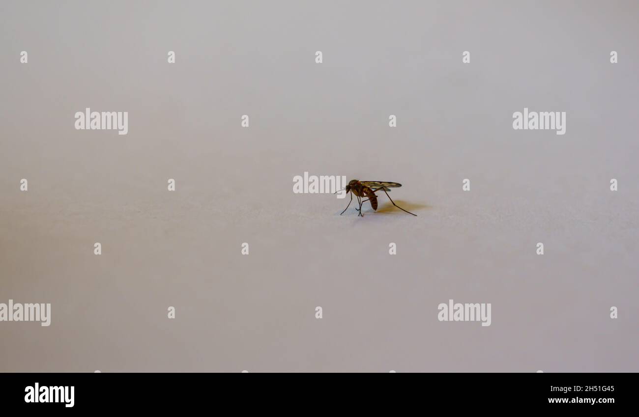 close up of a Banded mosquito (Culiseta annulata) the largest British ...