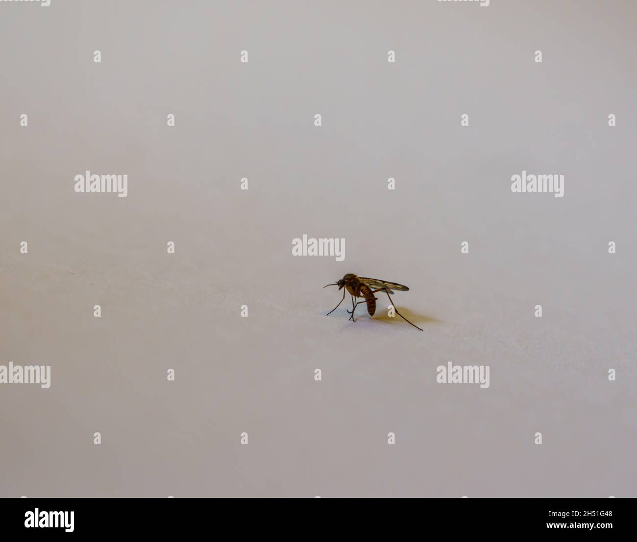 close up of a Banded mosquito (Culiseta annulata) the largest British ...