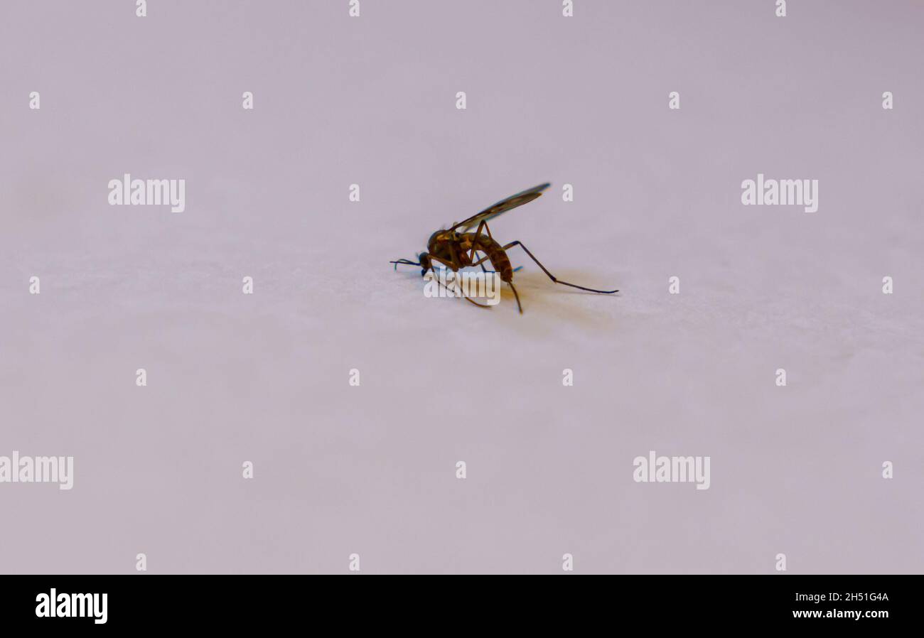 close up of a Banded mosquito (Culiseta annulata) the largest British ...