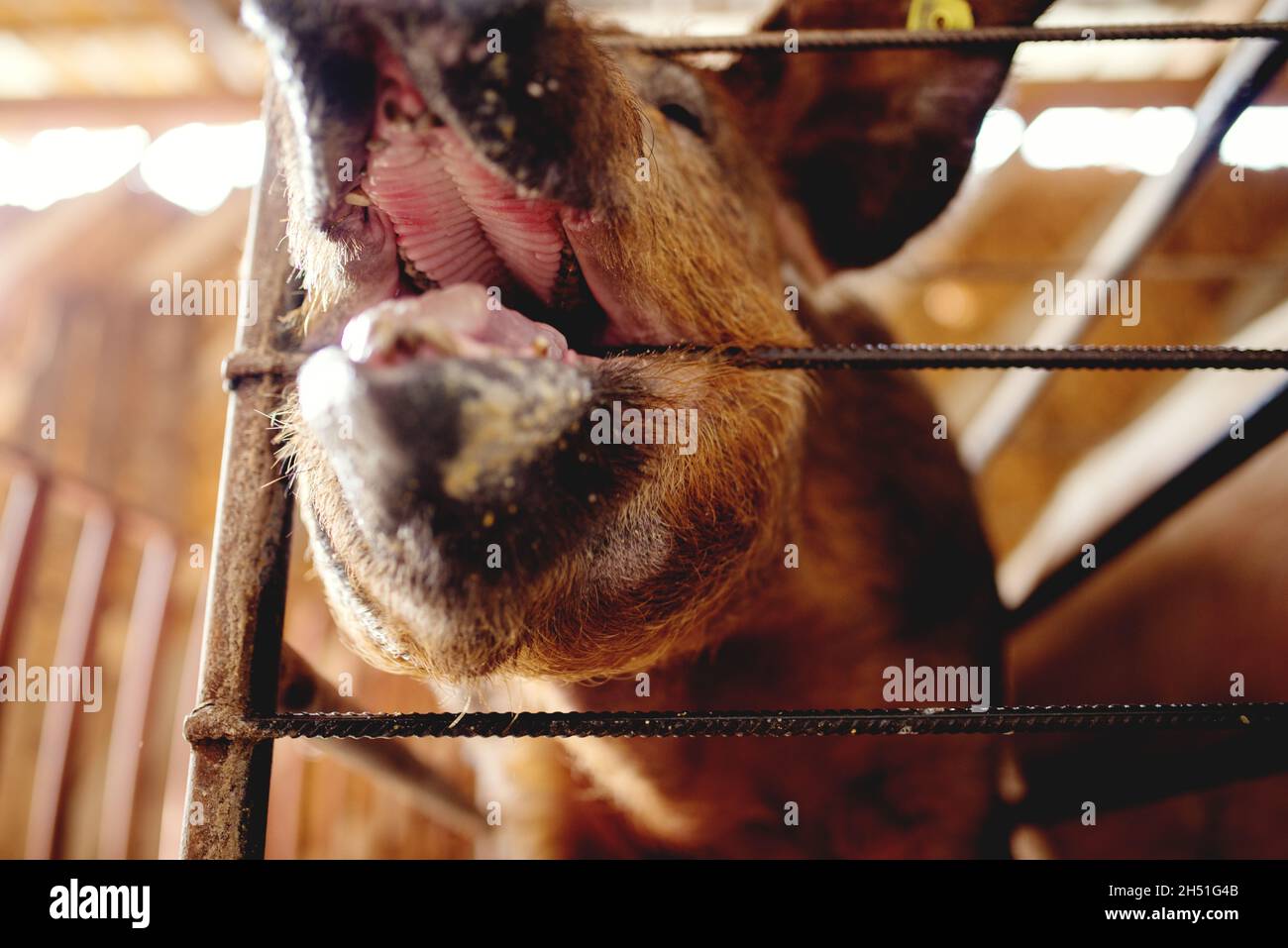 Pig biting bar at pig farm Stock Photo - Alamy