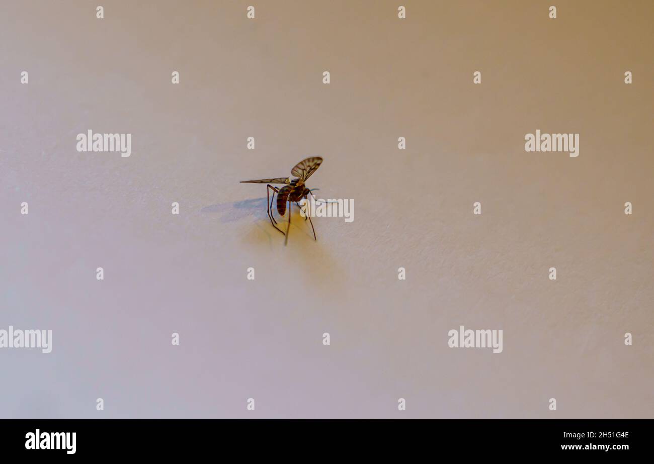 close up of a Banded mosquito (Culiseta annulata) the largest British ...