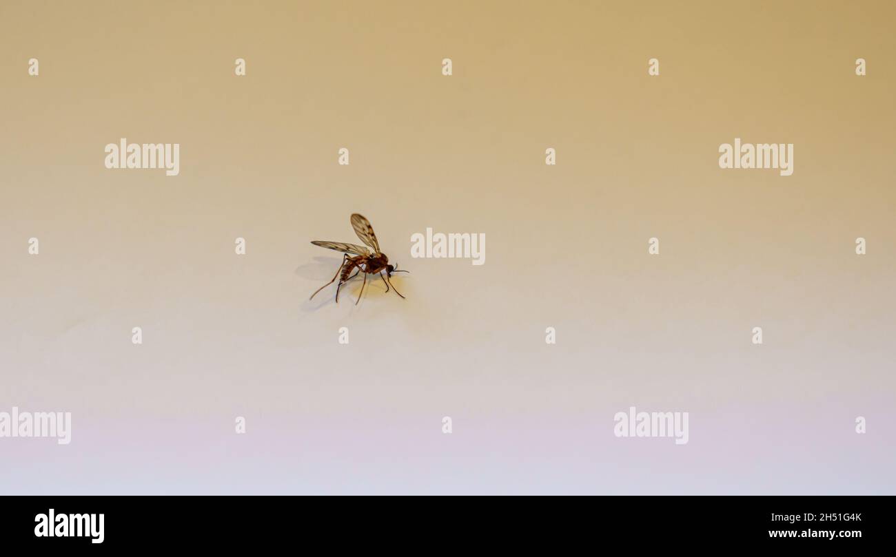 close up of a Banded mosquito (Culiseta annulata) the largest British ...