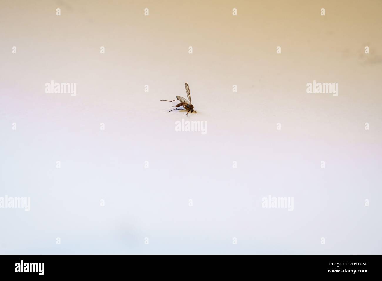 close up of a Banded mosquito (Culiseta annulata) the largest British ...