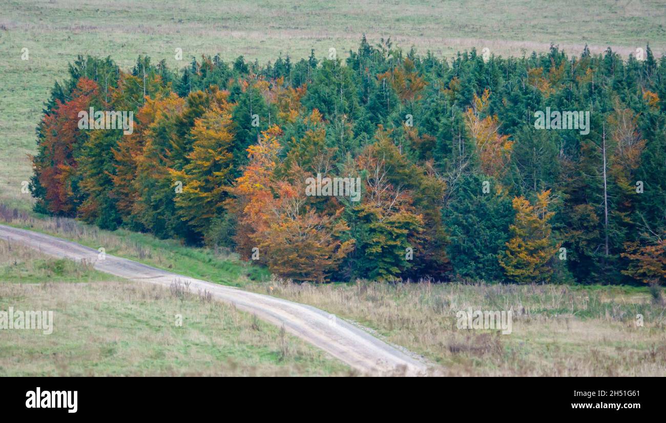 beautiful mixed autumnal foliage with green, red, amber, yellow and ...