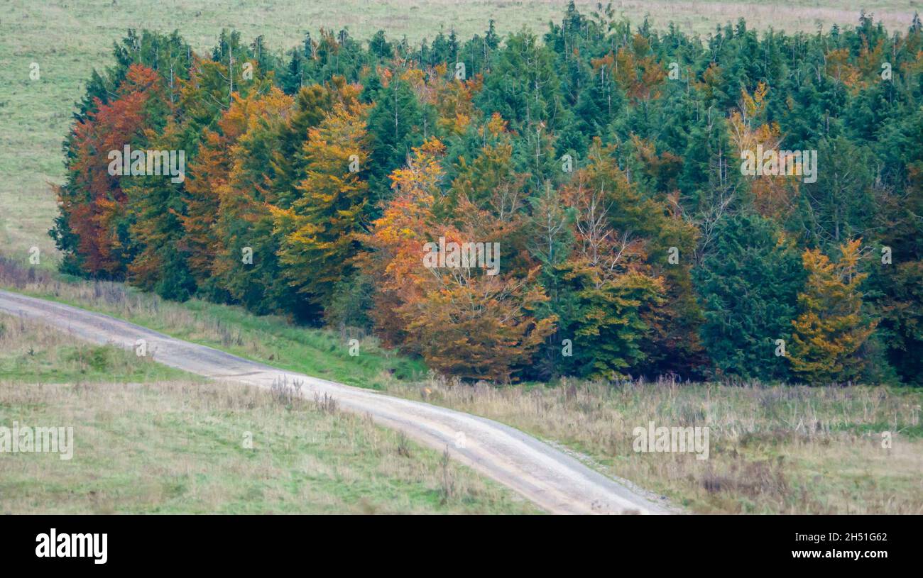 beautiful mixed autumnal foliage with green, red, amber, yellow and ...