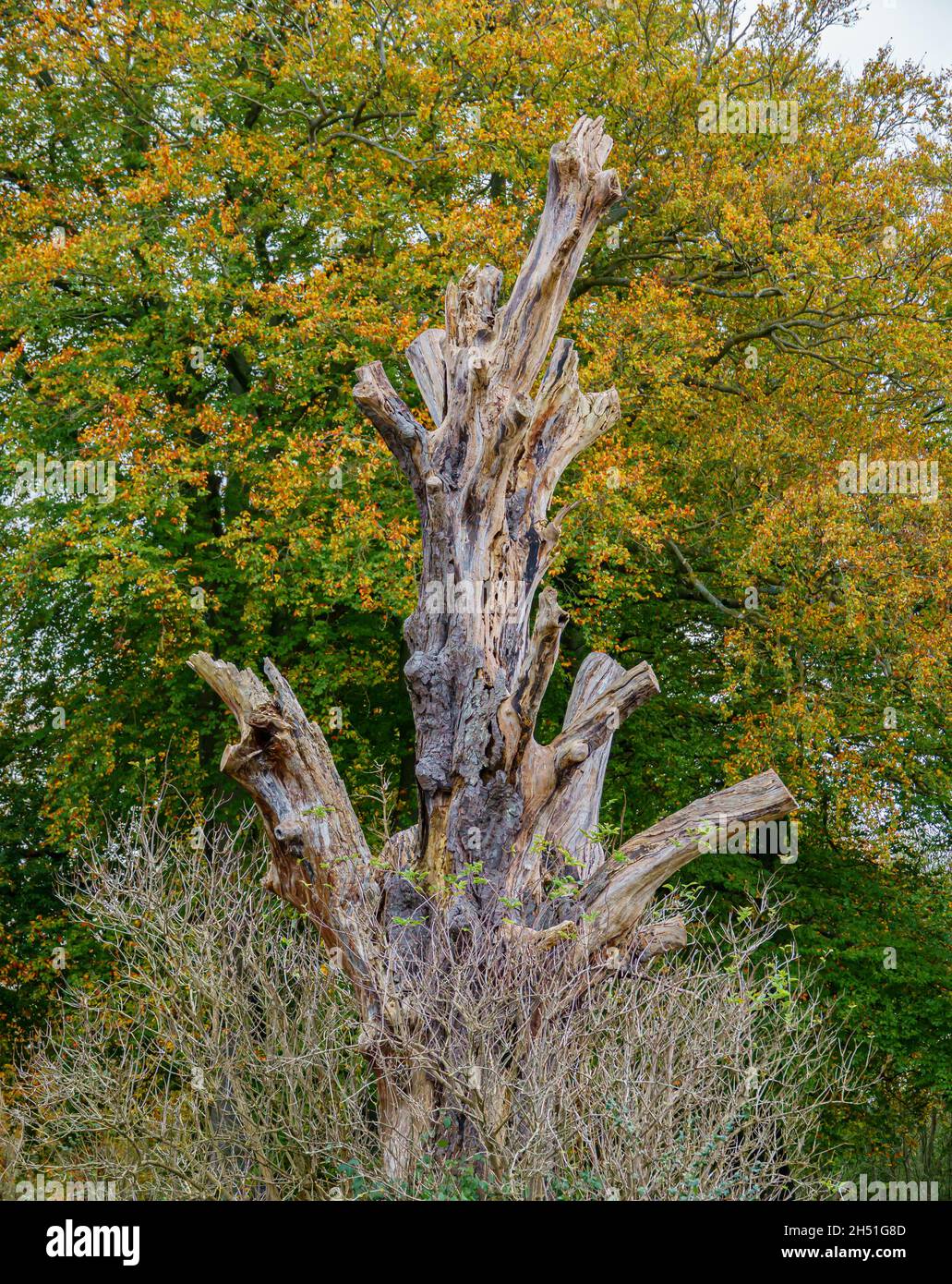 trunk remains of a dead tree with exposed rotting wood with autumnal ...