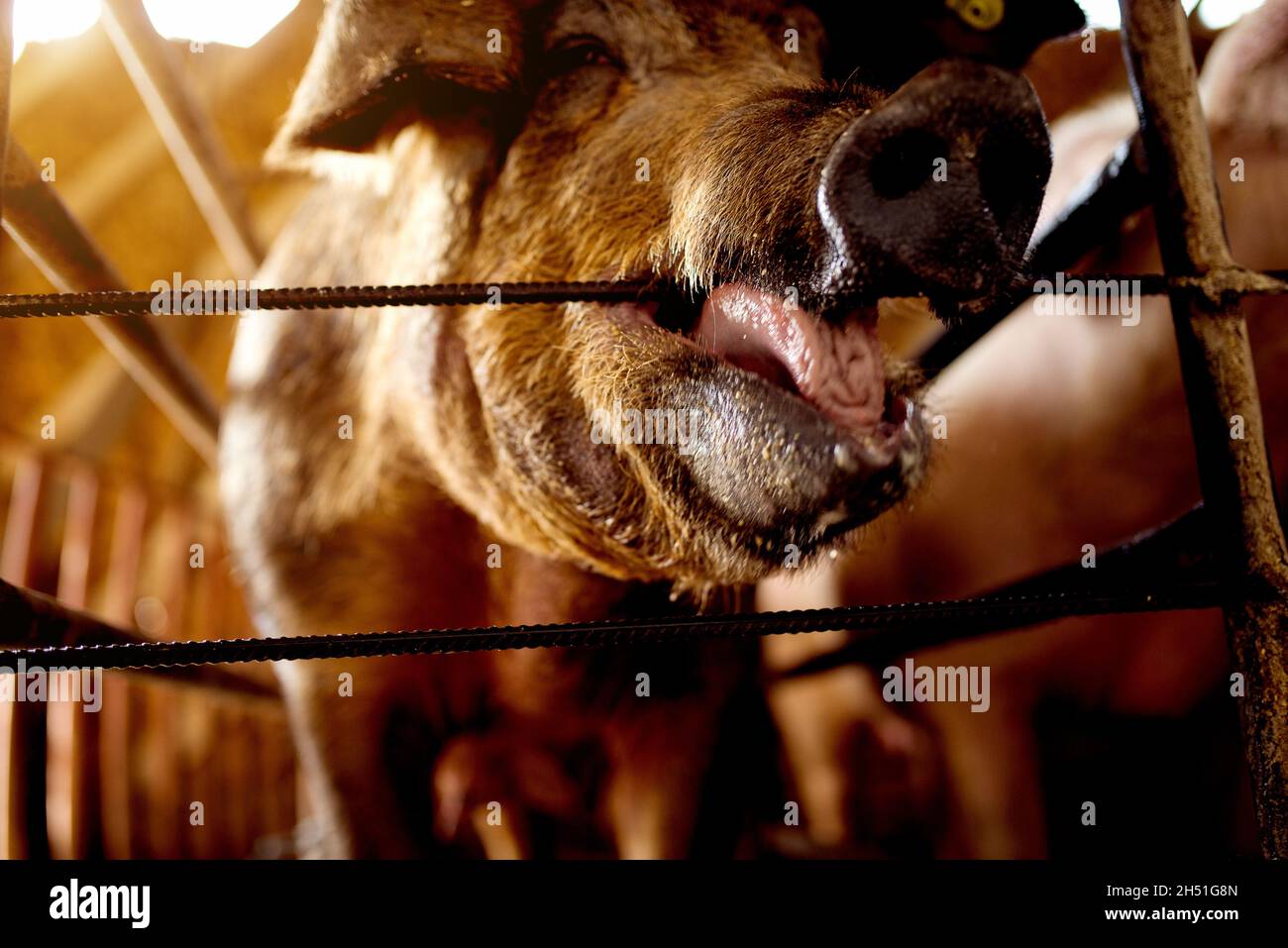 Pig at pigsty biting the bar hungry waiting for food Stock Photo - Alamy