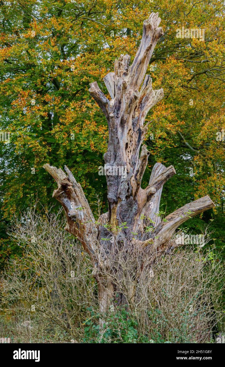 trunk remains of a dead tree with exposed rotting wood with autumnal ...