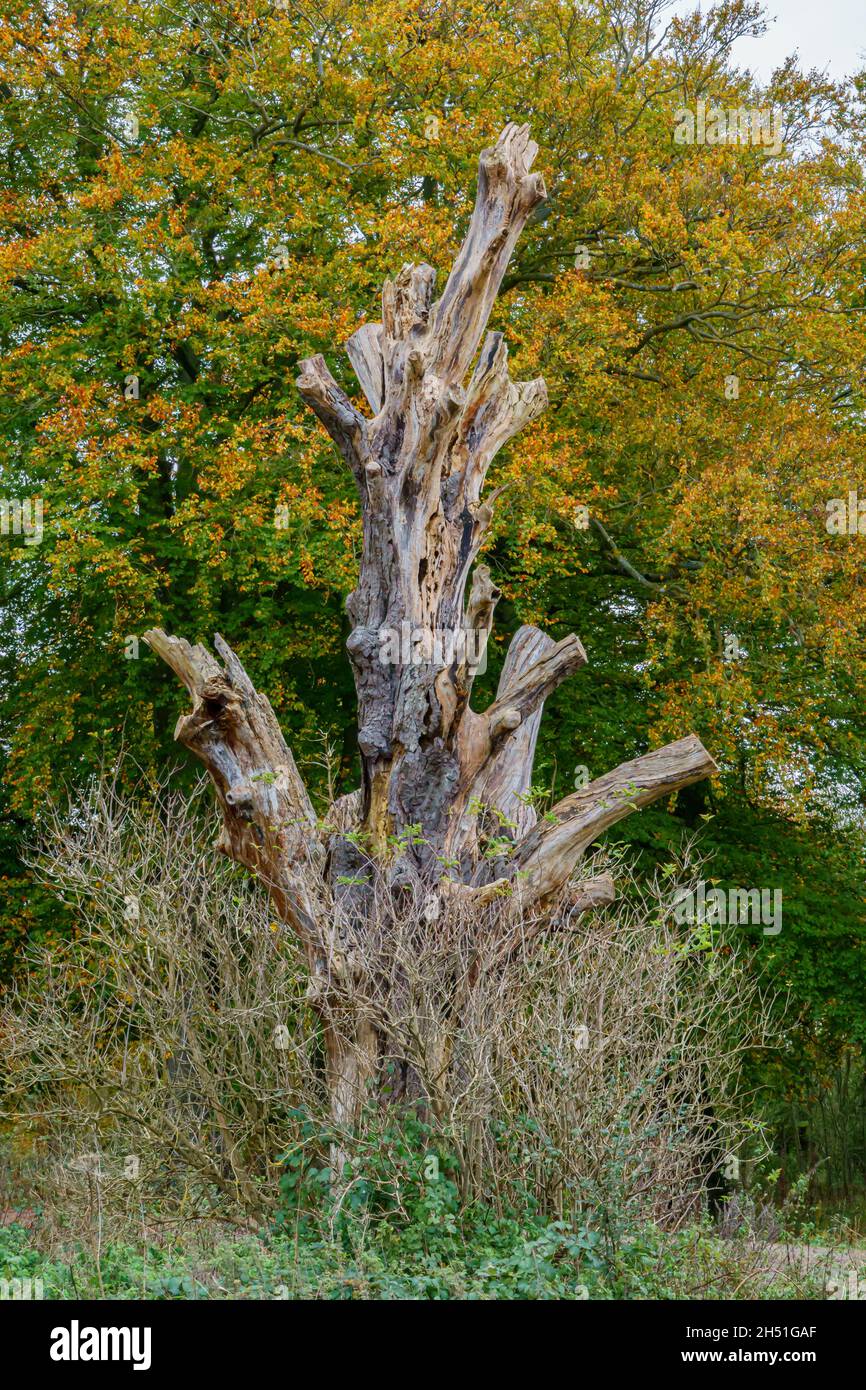 trunk remains of a dead tree with exposed rotting wood with autumnal ...