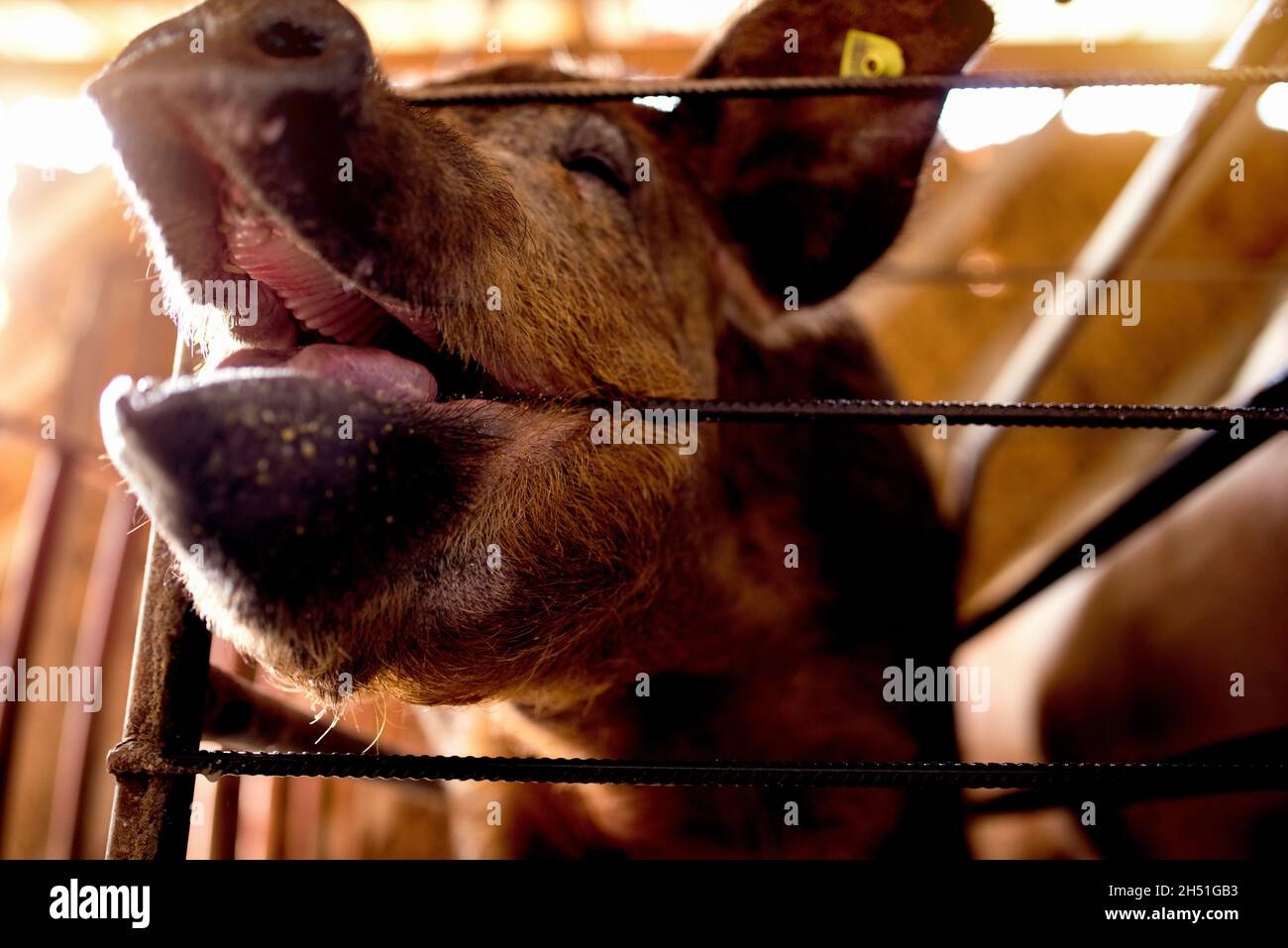 Pig at pigsty biting the bar hungry waiting for food Stock Photo - Alamy