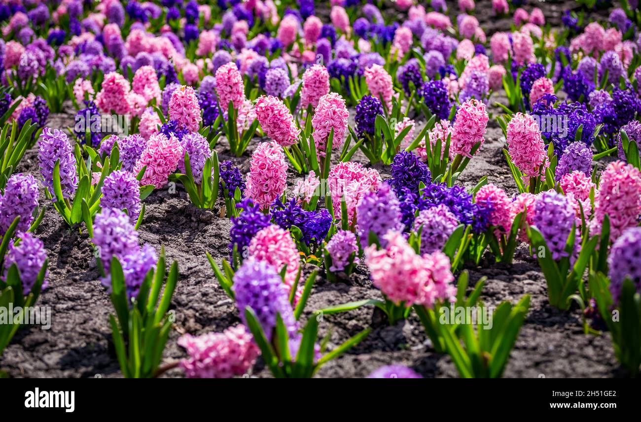 Large flower bed with multi-colored hyacinths, traditional easter ...