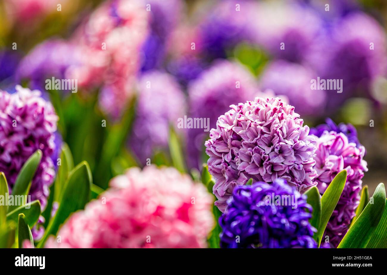 Large flower bed with multi-colored hyacinths, traditional easter ...