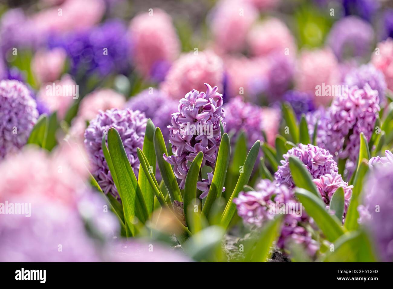 Large flower bed with multi-colored hyacinths, traditional easter ...