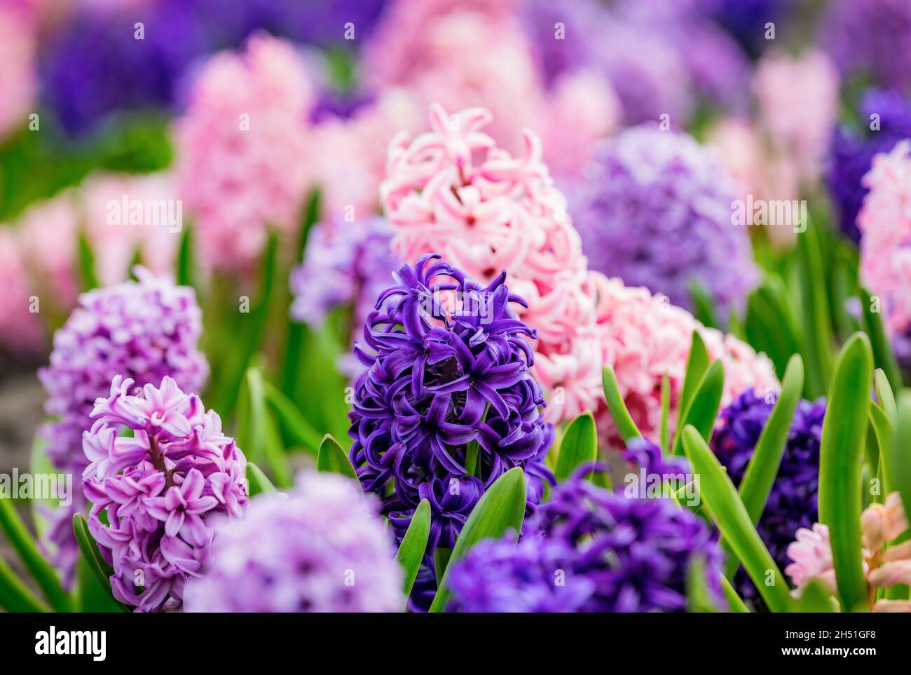 Large flower bed with multi-colored hyacinths, traditional easter ...