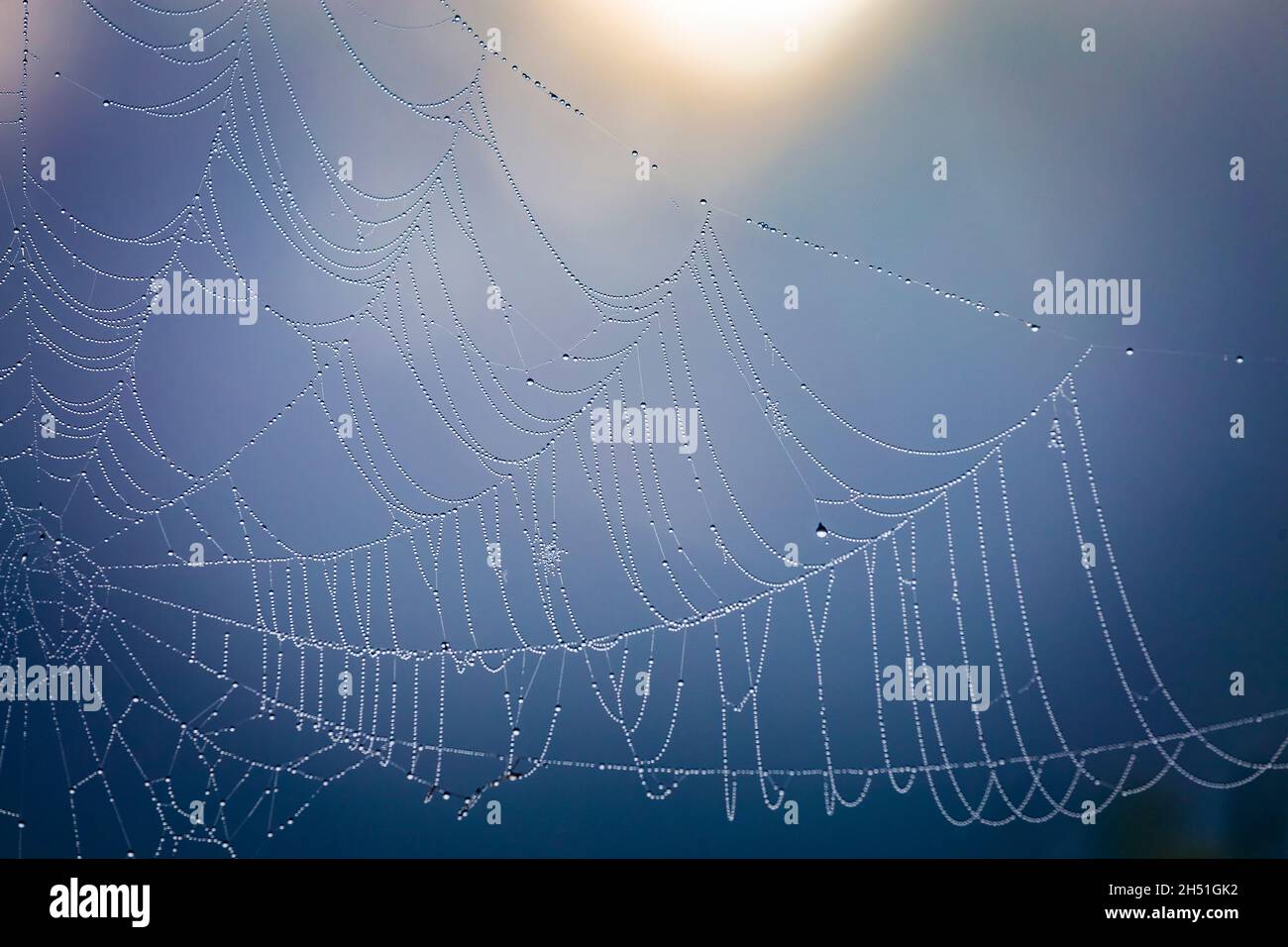 Close up abstract art macro photography of cobweb or spiderweb with ...