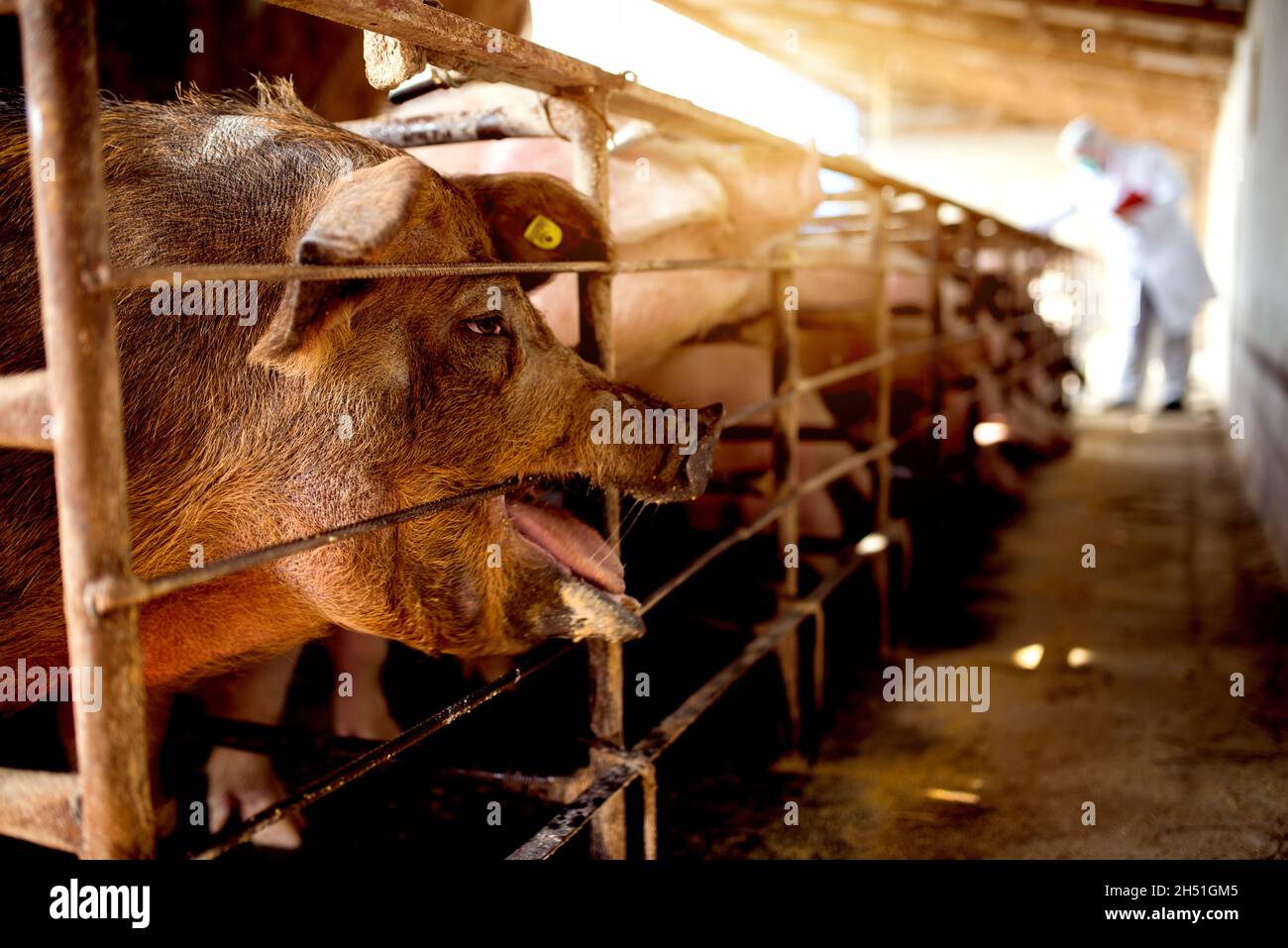 Pig at pigsty biting the bar hungry waiting for food Stock Photo - Alamy