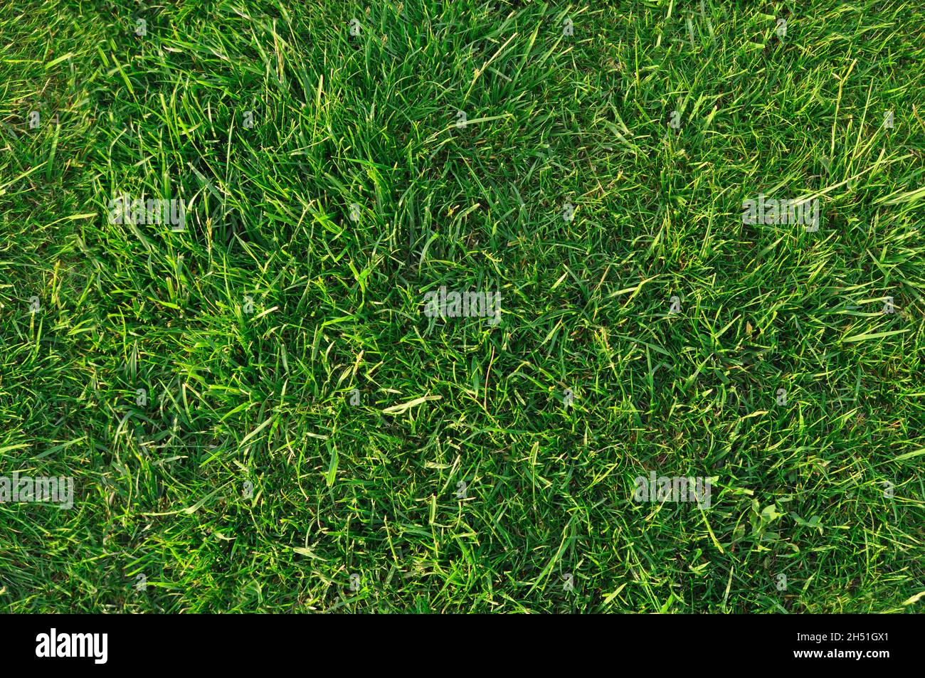 Green grass nature background, natural texture of plant in close-up ...