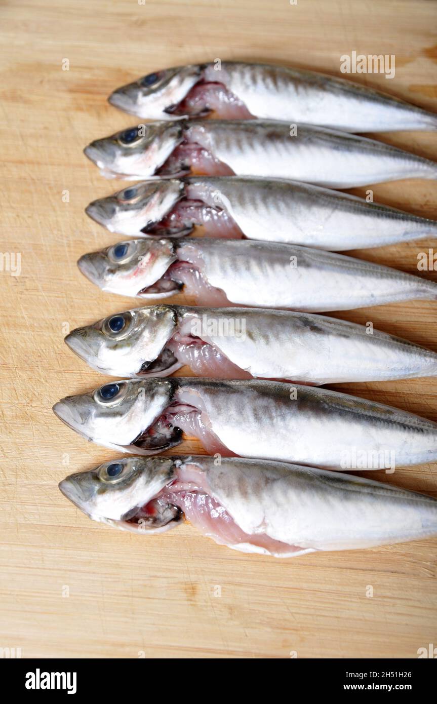 Cleaned and ready to cook fresh fish horse mackerel, istavrit fish, on ...