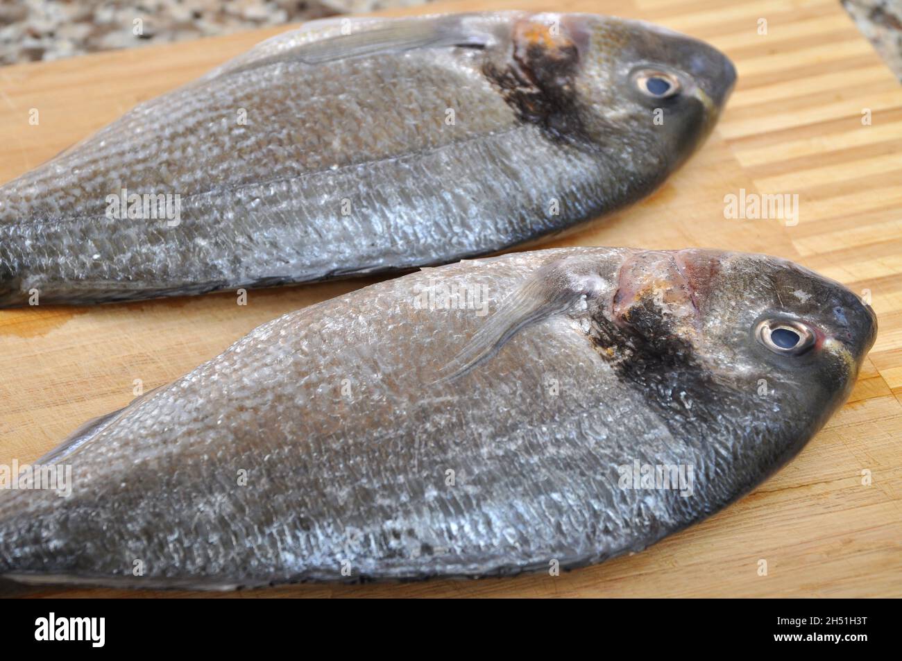 Cupra fish hi-res stock photography and images - Alamy