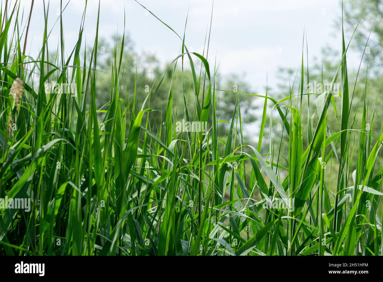 Sugar cane field Stock Photo - Alamy