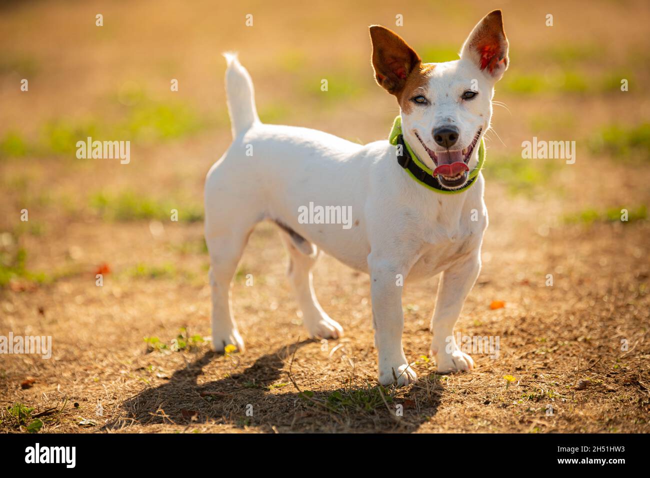 Portrait of a jack russell dog with a big smile outside Stock Photo - Alamy