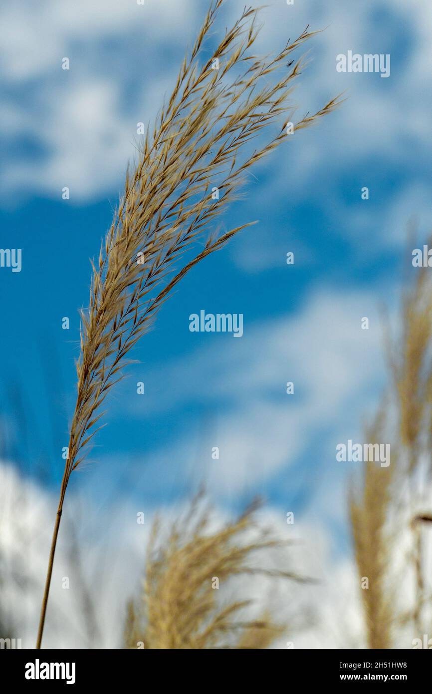 The wind shakes the branch hi-res stock photography and images - Alamy