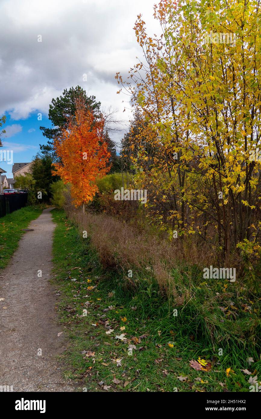 Multicolored autumn trees near the path leading into the distance of ...