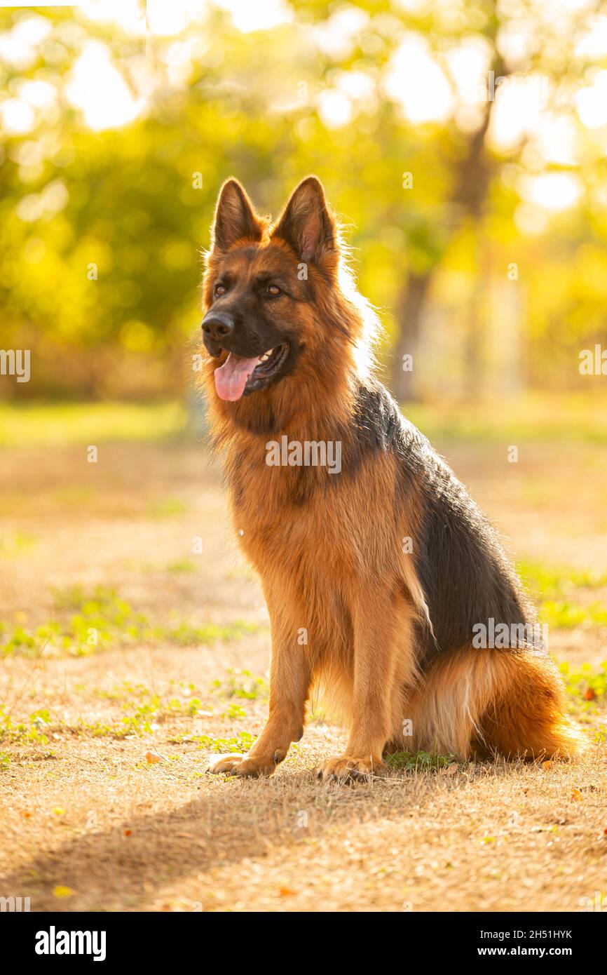 Pastor Aleman Pelo Largo