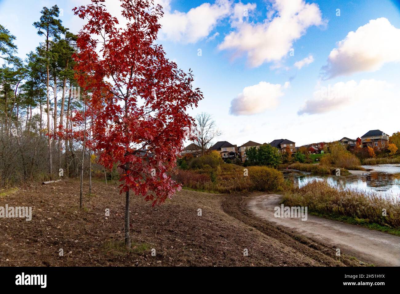 Natural pine stands hi-res stock photography and images - Alamy
