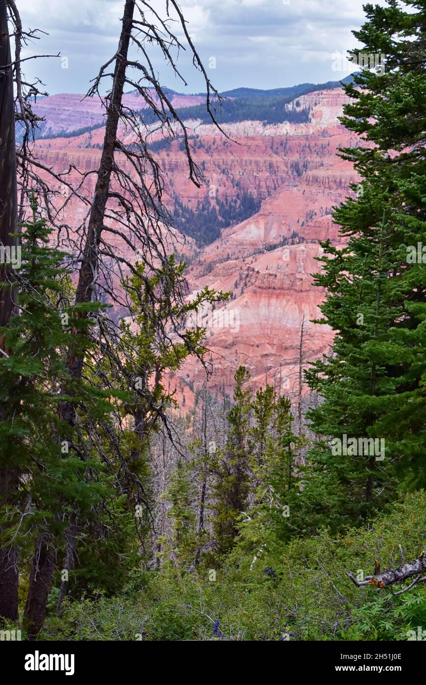 Alpine Pond Trail at Cedar Breaks National Monument views from hiking ...