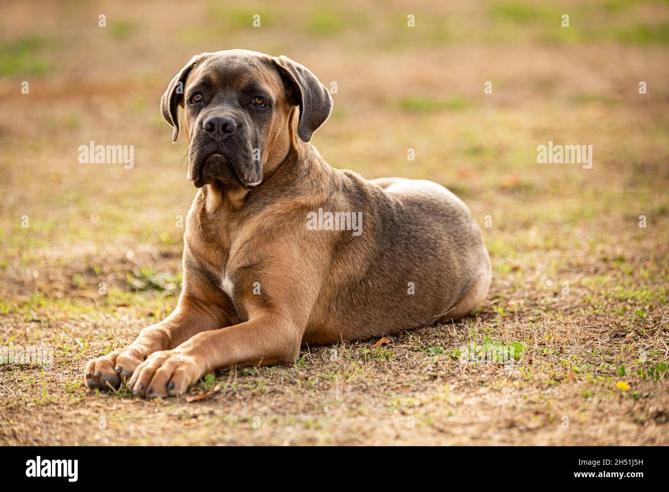 Portrait of a young and muscular Italian cane corso dog outside Stock ...