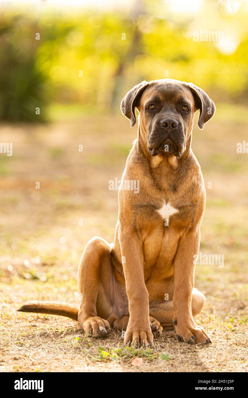 Muscular Cane Corso