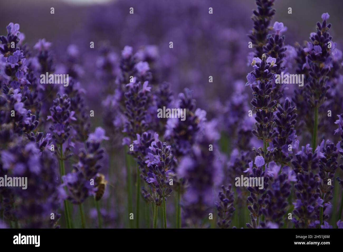 France lavender at Provence. Beuty of purple flowers in aleys Stock ...