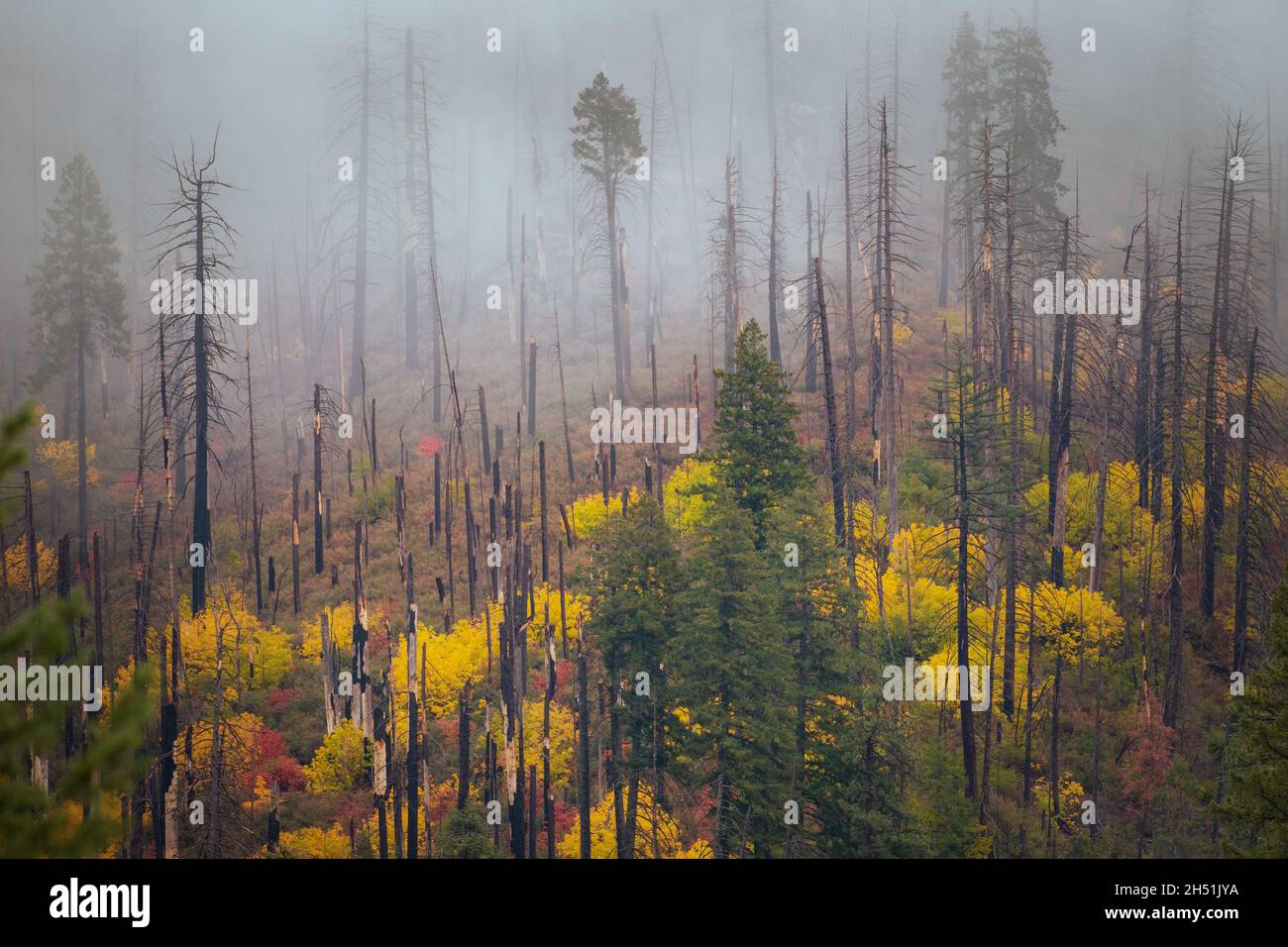 Burn scar hi-res stock photography and images - Alamy