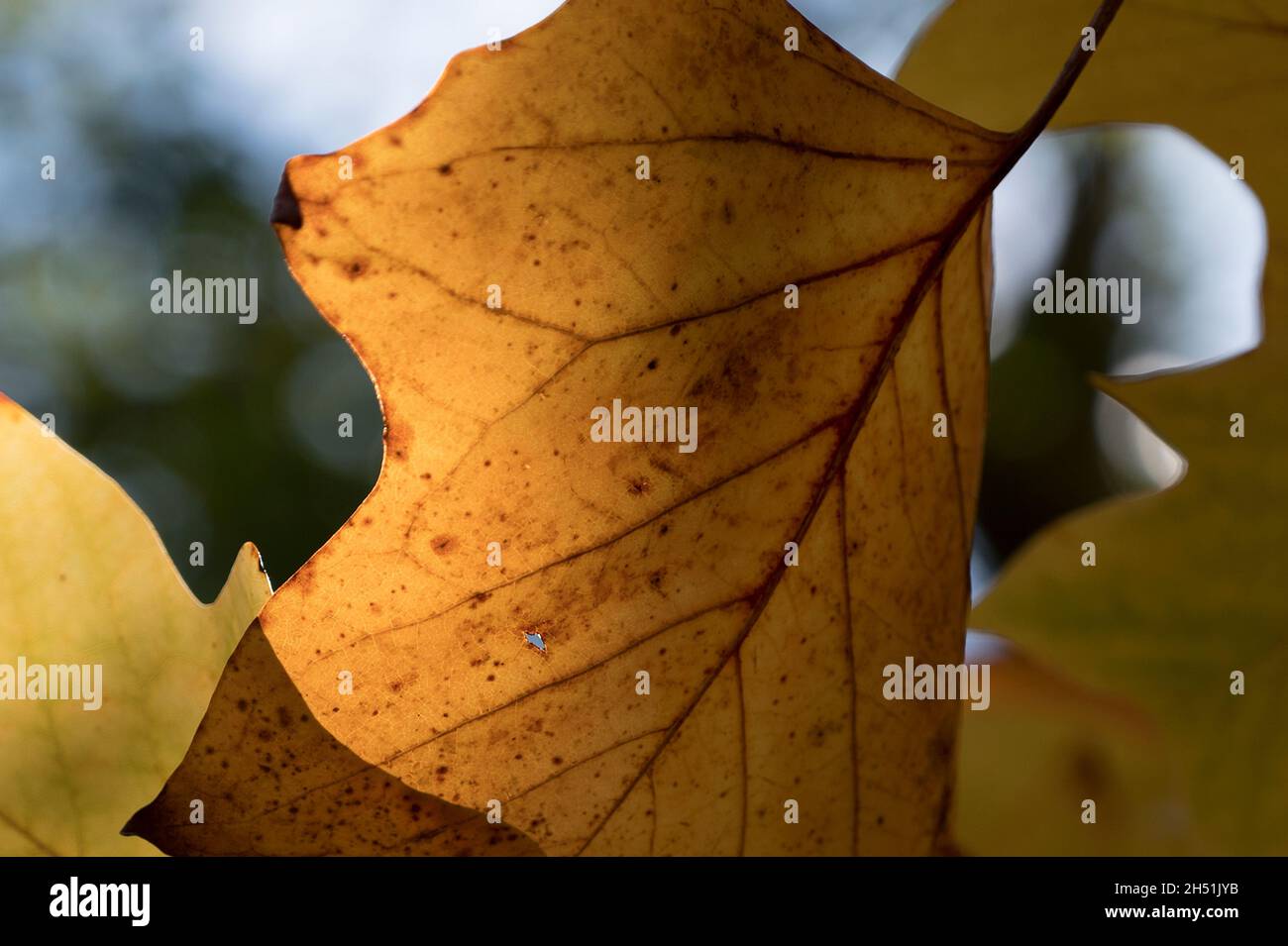 winter dappled light shines through leaf Stock Photo - Alamy