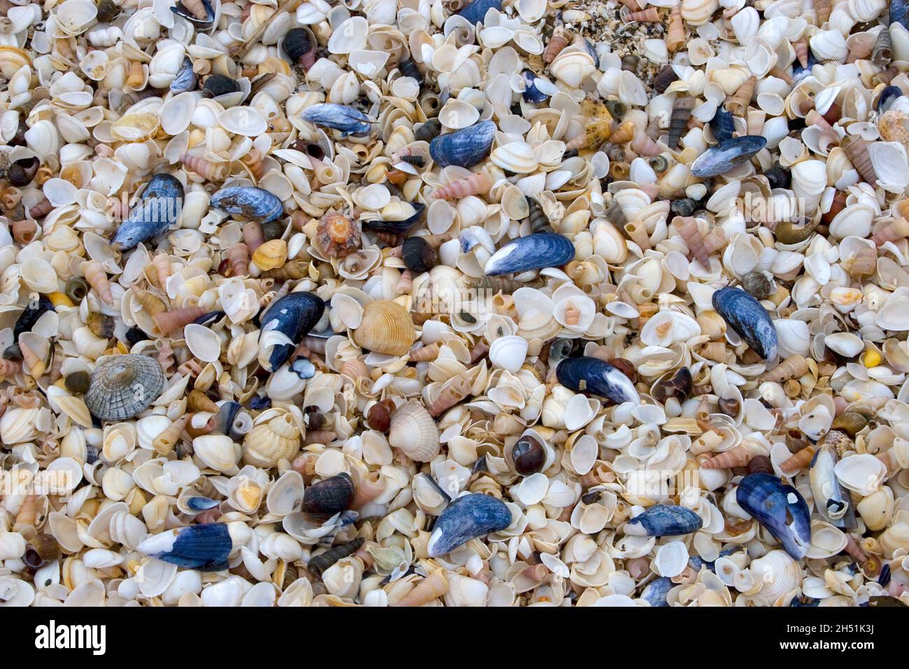 Scottish shells hi-res stock photography and images - Alamy