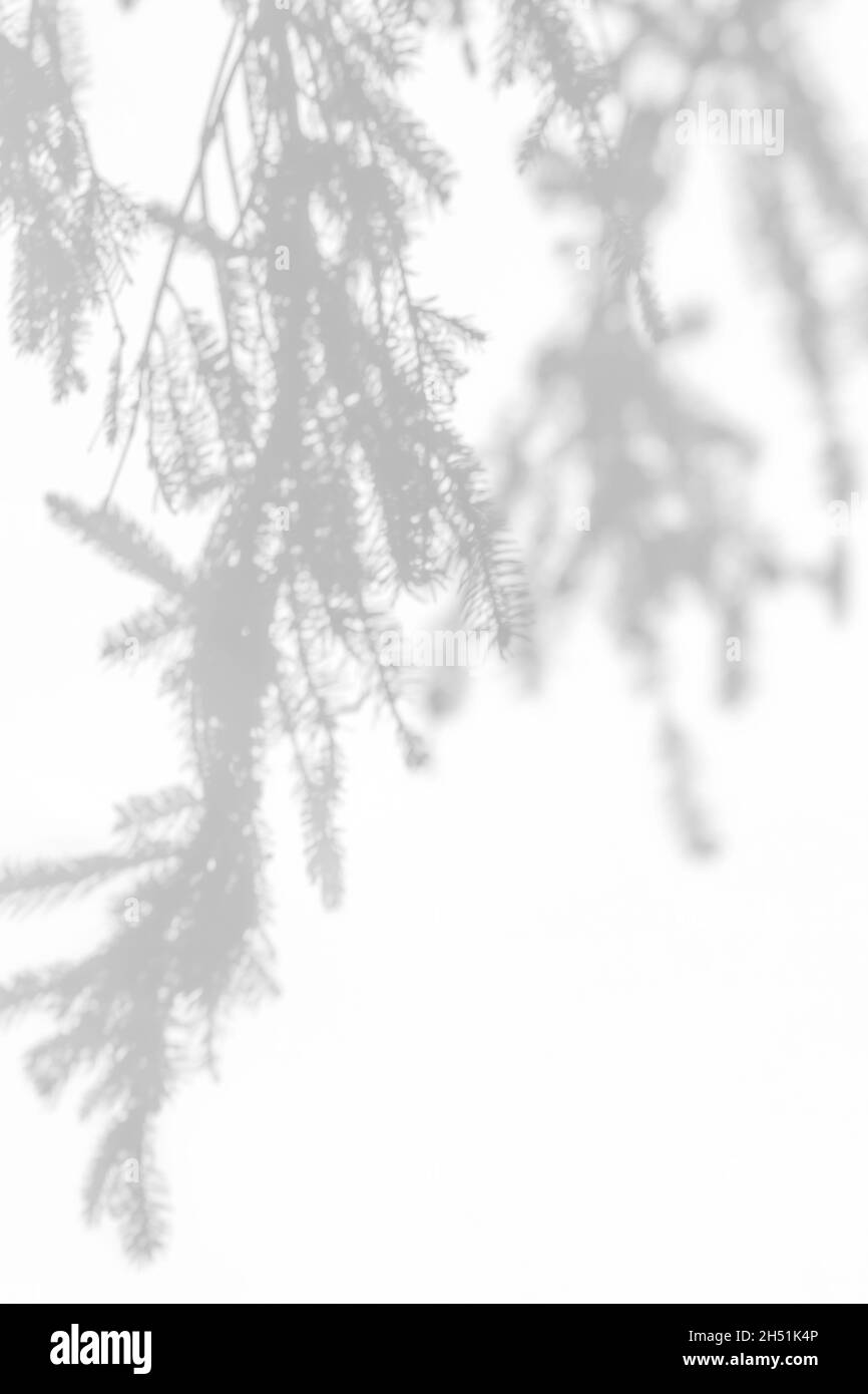 Shadow overlay effects for branding. Mockups. Scenes of natural ...