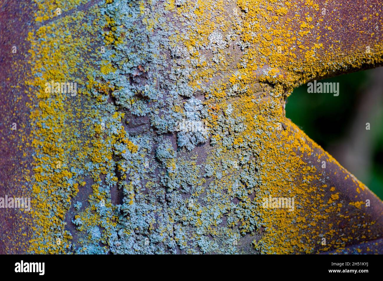 Lichen colors hi-res stock photography and images - Alamy